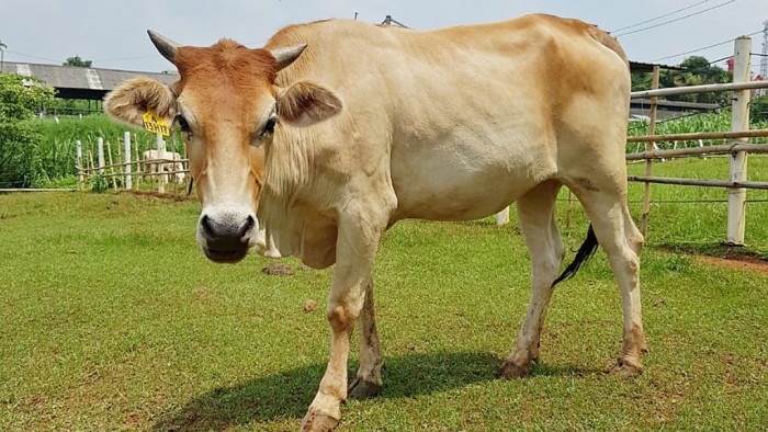 DKPP Jabar Dorong Pemurnian Ras Sapi Pasundan, Edisi 20 April 2020 ...