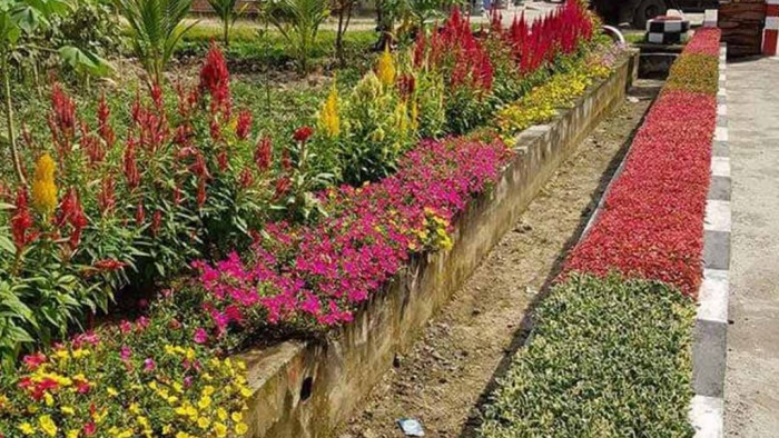 Ini Dia! 29+ Tanaman Bunga Desa yang Lagi Viral - Informasi Seputar ...