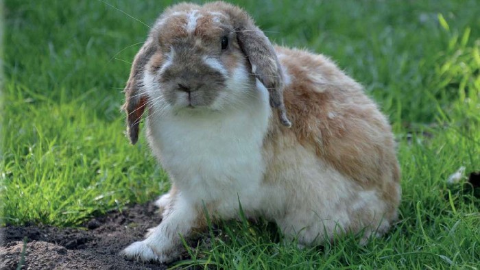 Kelinci yang imut dan lembut, Edisi 204 - Mombi SD