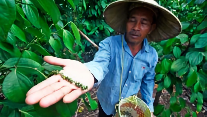 Begini cara meningkatkan kesejahteraan petani lada, Edisi 3967 - Sinar Tani