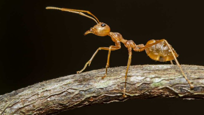 Kisah Nabi Sulaiman dan ratu semut bernama Jirsan, Edisi 10 - Y-MAGAZ